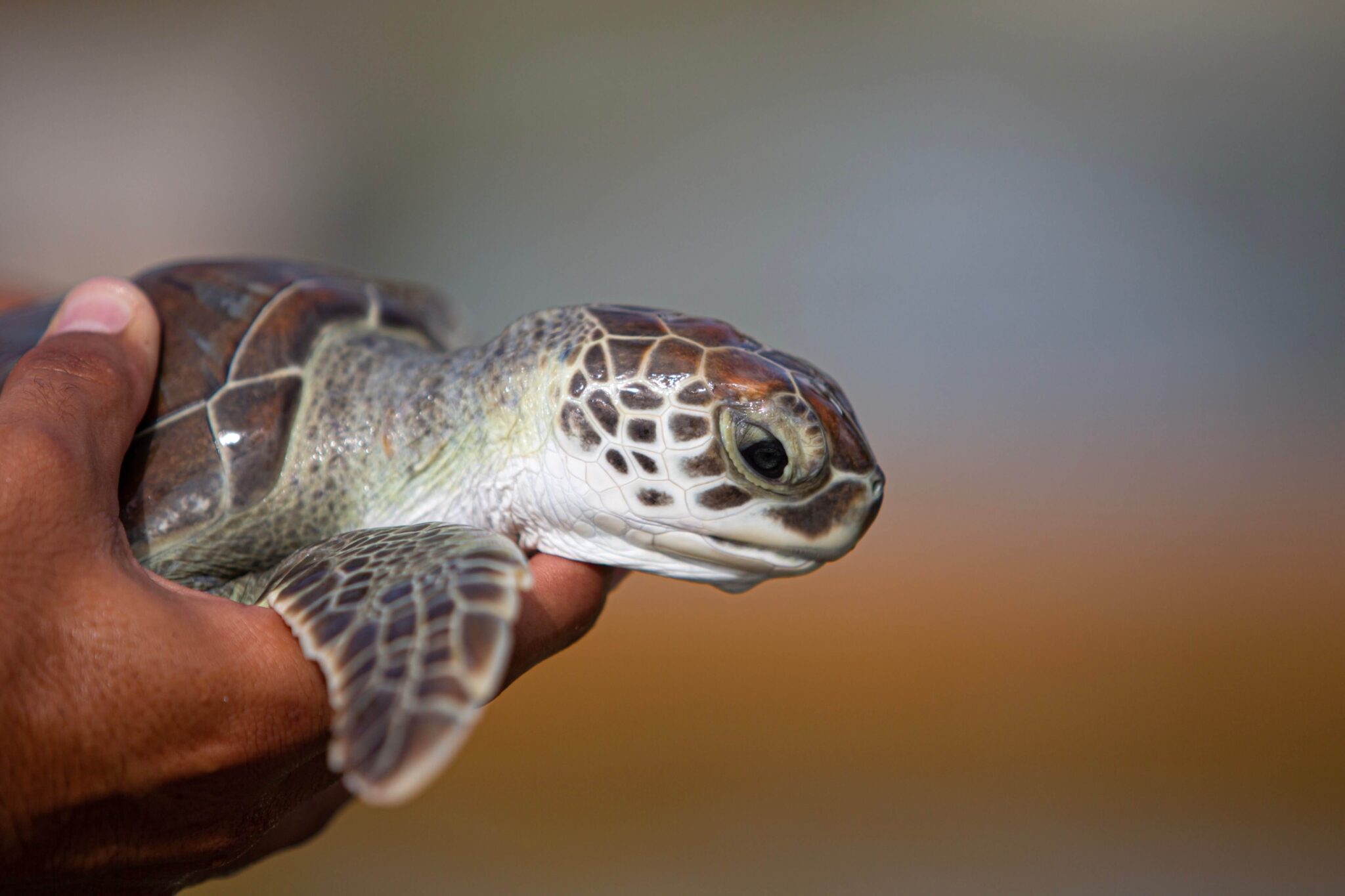 Visit The Grand Cayman Turtle Centre Today - Grand Cayman Villas & Condos